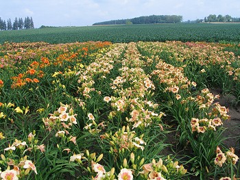 Culver Farm Daylily Photos - Page 1