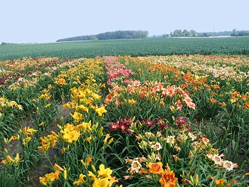 Culver Farm Daylily Photos - Page 1
